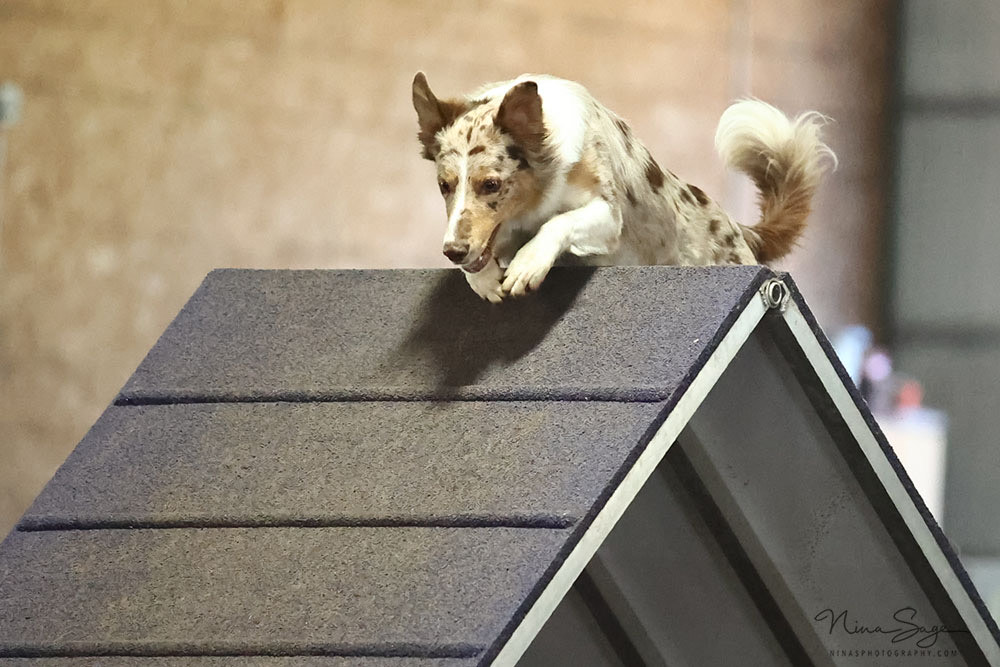 Projekt Performance – HIGH PERFORMANCE DOG TRAINING